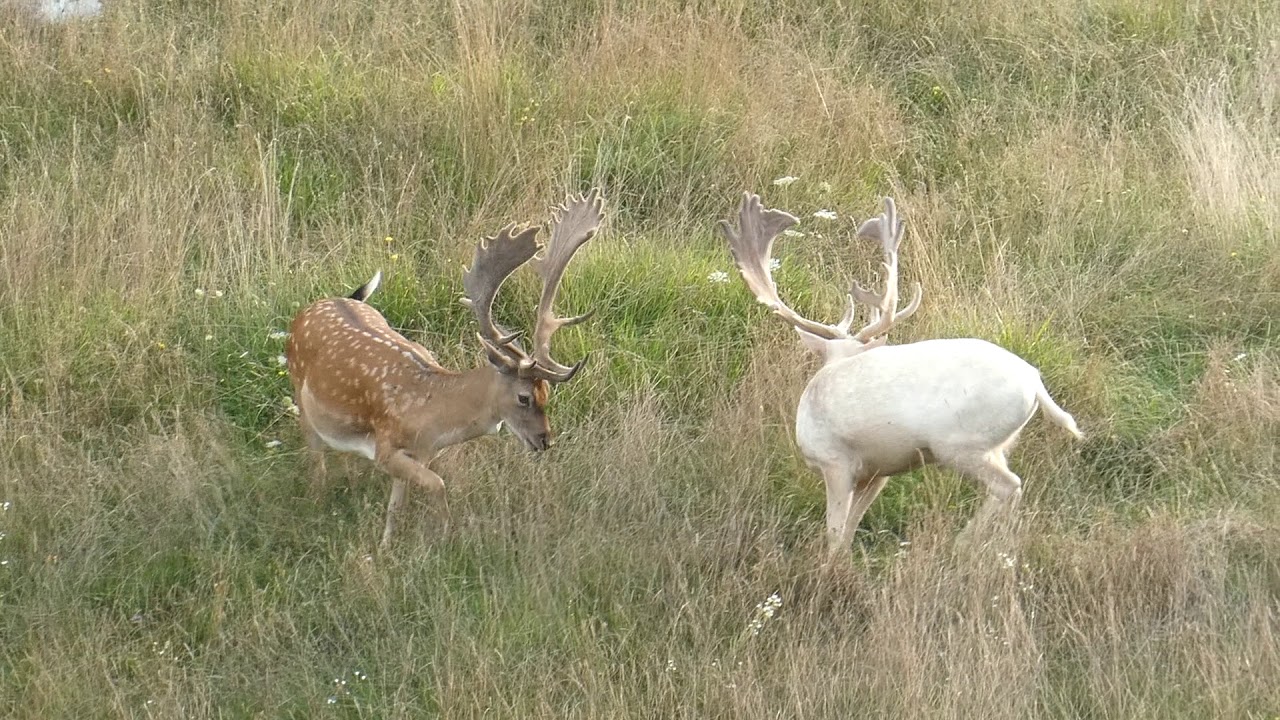 Bijeli jelen - YouTube