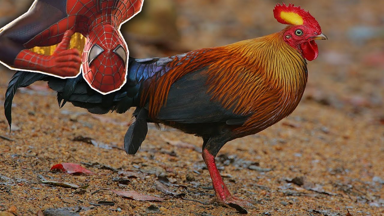 Galliformes what kind of birds? are they chickens? - YouTube