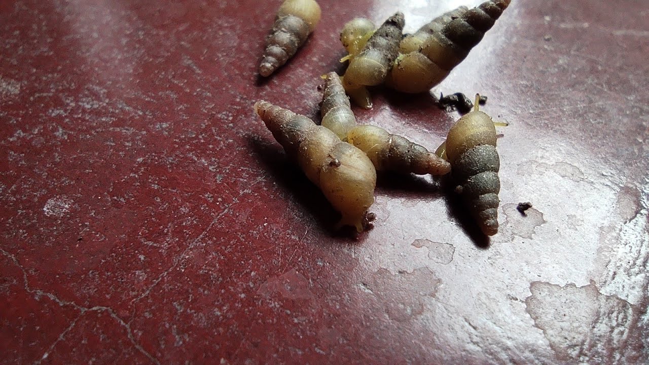 Beautiful Land Snails || Subulina octona ||🐌🐚 - YouTube