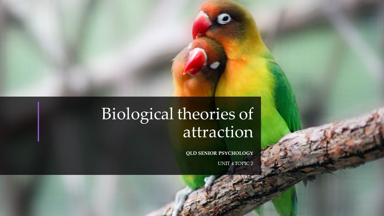 Biological Theories of Attraction - YouTube