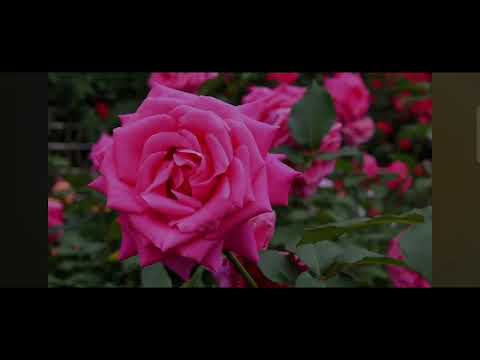 Hüsnadır Nur Cemalin