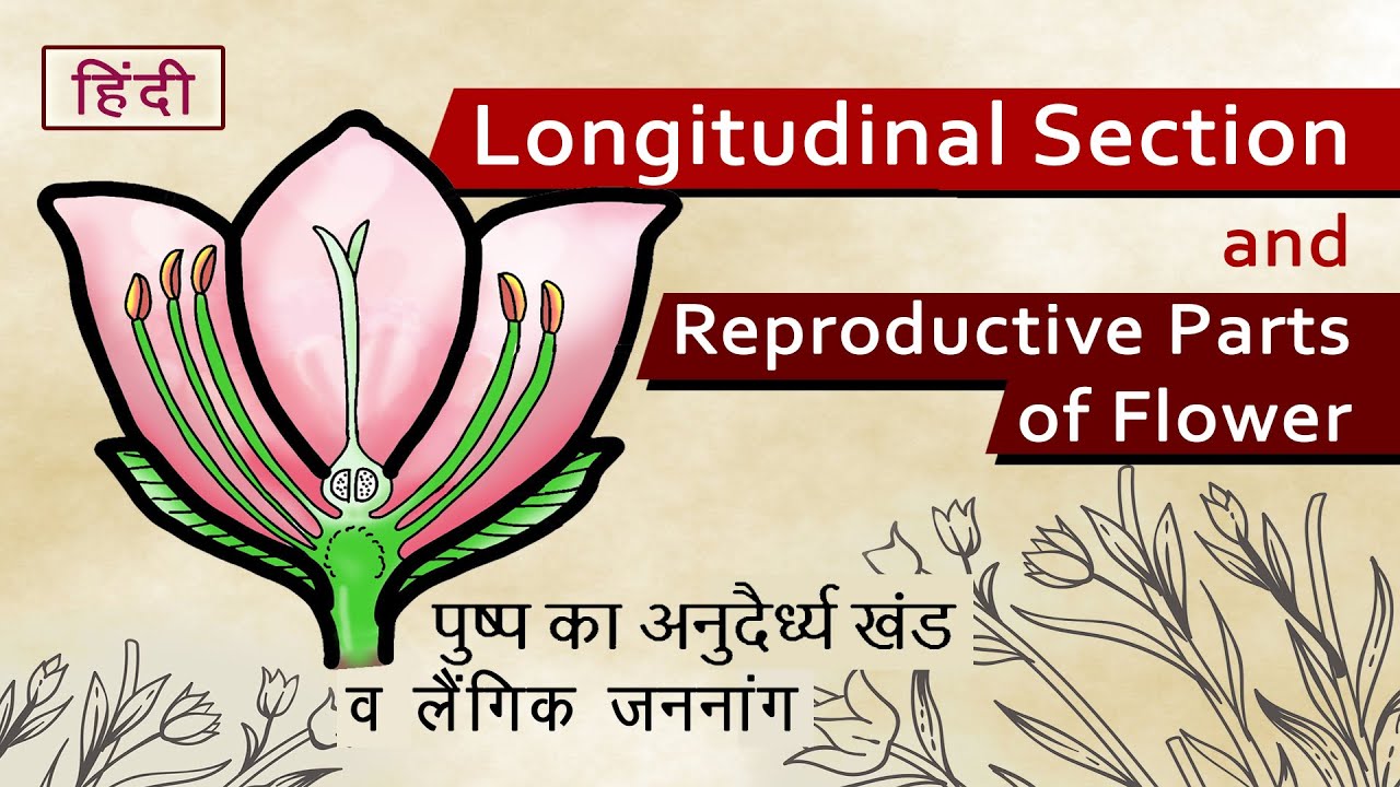 LONGITUDINAL SECTION AND REPRODUCTIVE PARTS OF FLOWER I CLASS 10 - YouTube
