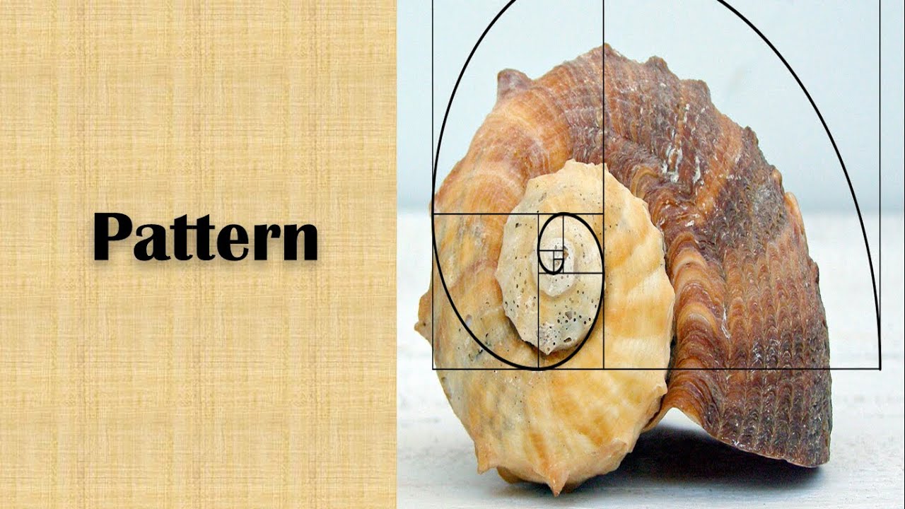 MATHEMATICS IN NATURE: PATTERN - YouTube