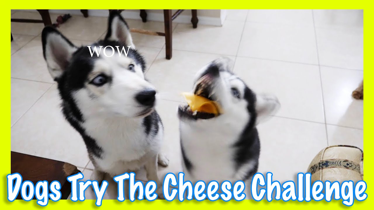 Cheese Challenge - Dog Edition - YouTube