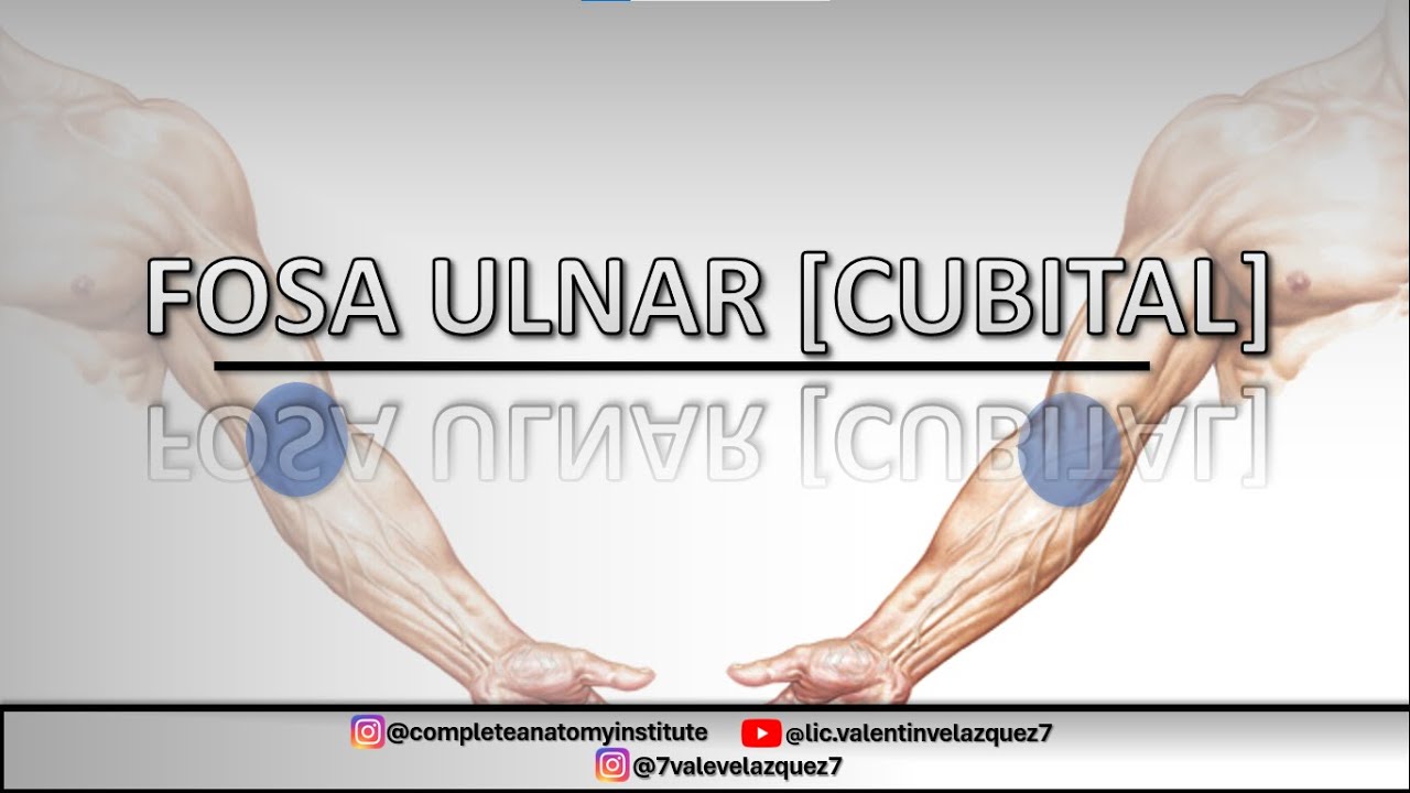 LOCOMOTOR | FOSA DEL CODO [CUBITAL] - YouTube