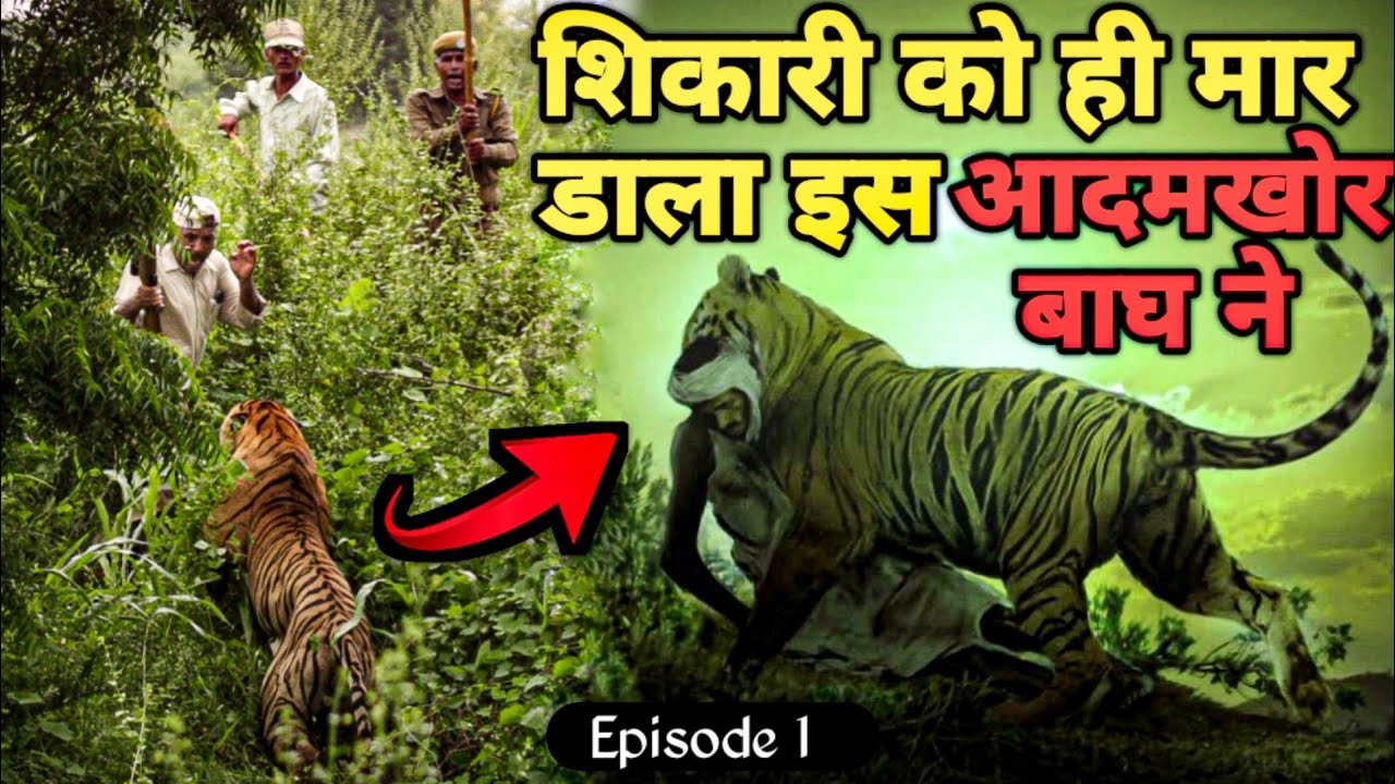 Man Eating Tiger of Hosdurga Hollalkere । Facts Phylum। Kenneth ...