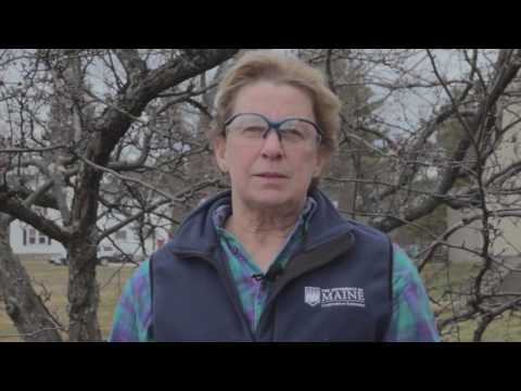 How Long For Crab Apple Tree To Mature