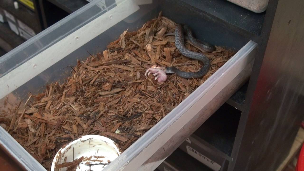 Feeding a Baby Taipan - YouTube