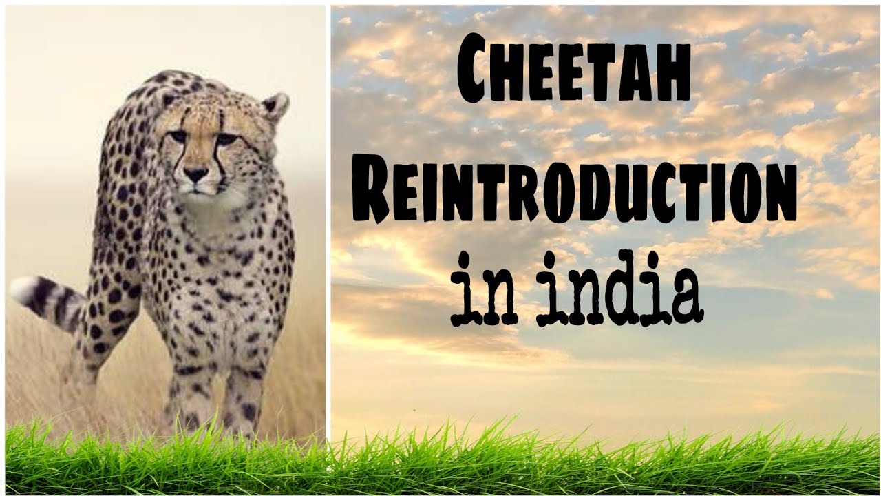 Cheetah reintroduction in india project analysis - YouTube