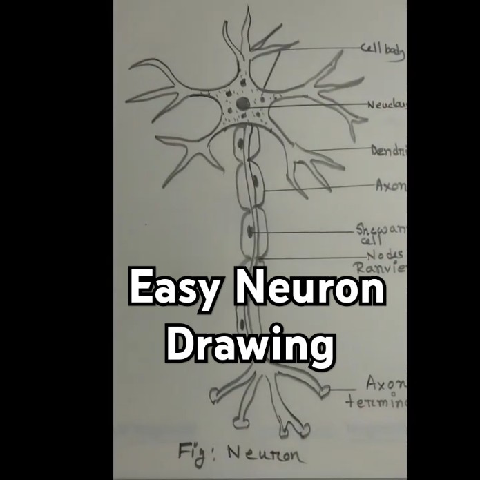 How to Draw Neuron l Neuron Drawing lনিউরন আকাঁ। Easy Neuron diagram # ...