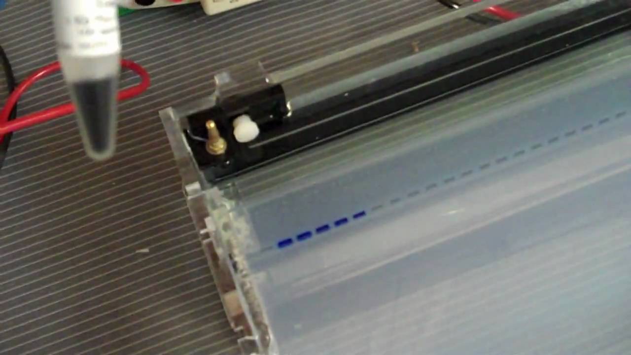 How to load a gel - YouTube