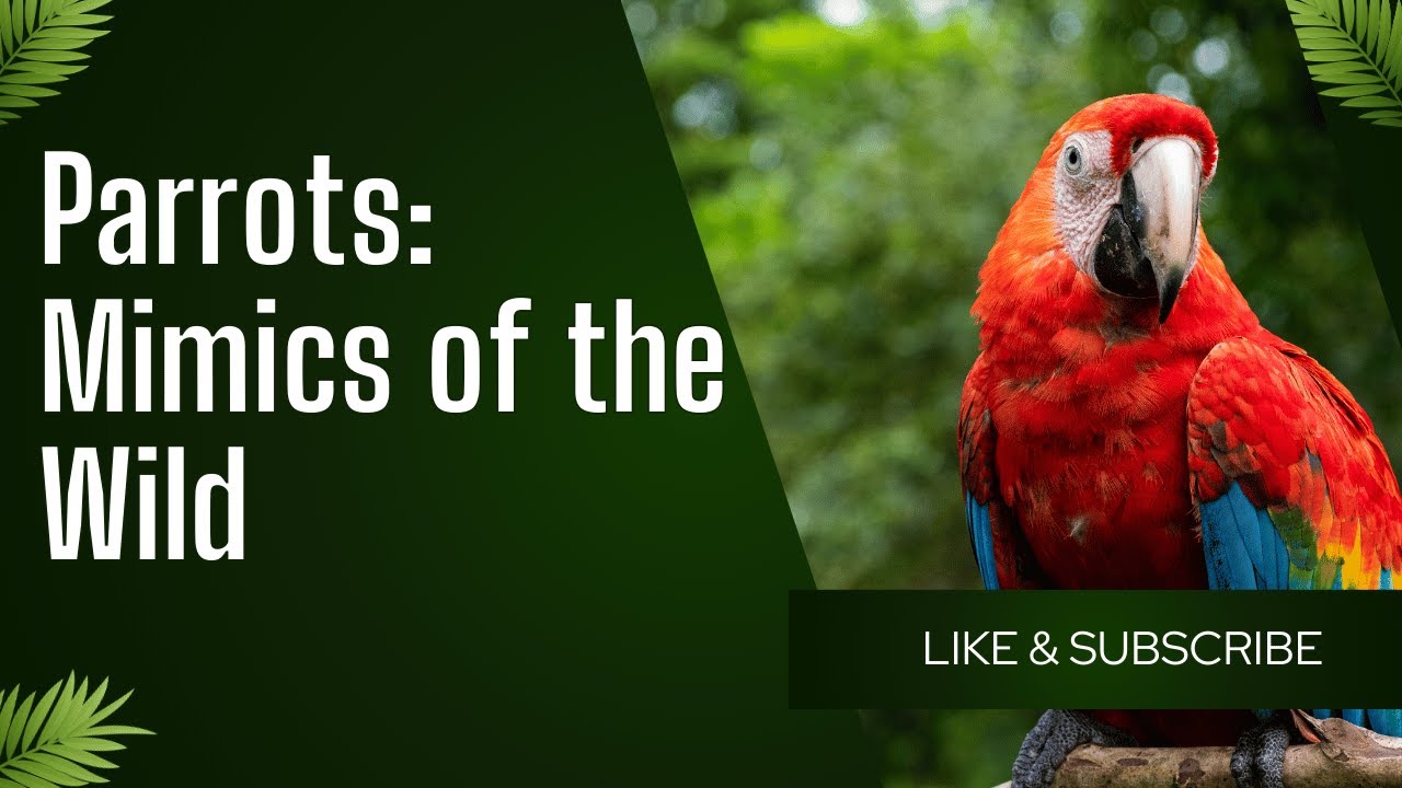 PARROTS: MIMICS OF THE WILD - YouTube