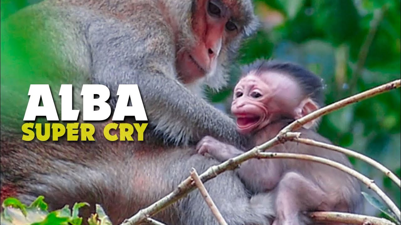 Sadly Baby Monkey Alba Crying Seizure Begging Milk From Mum - Mum Anna ...