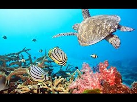 Keeping fish with turtles is worth a try! - YouTube