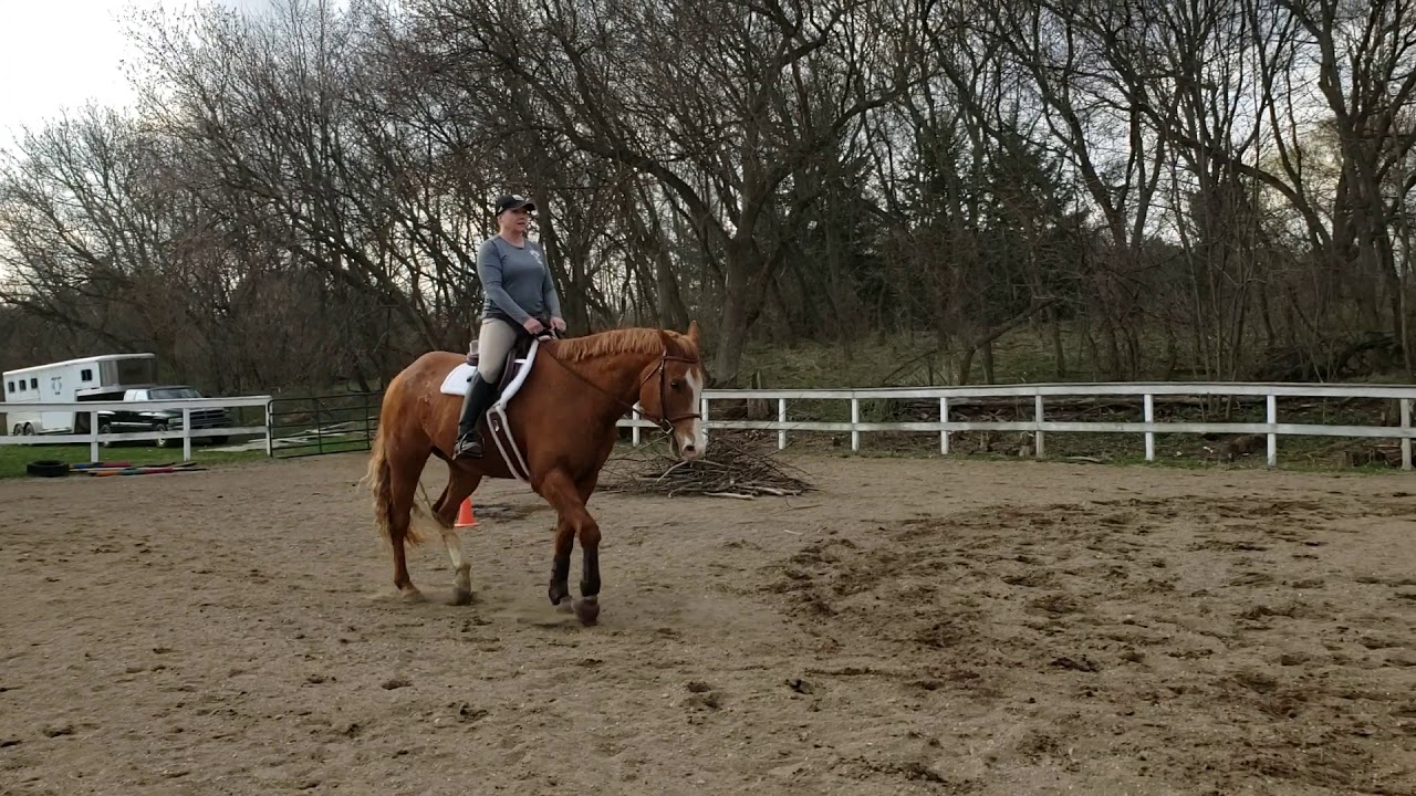 Sensational Jack Bar english equitation virtual horse show - YouTube