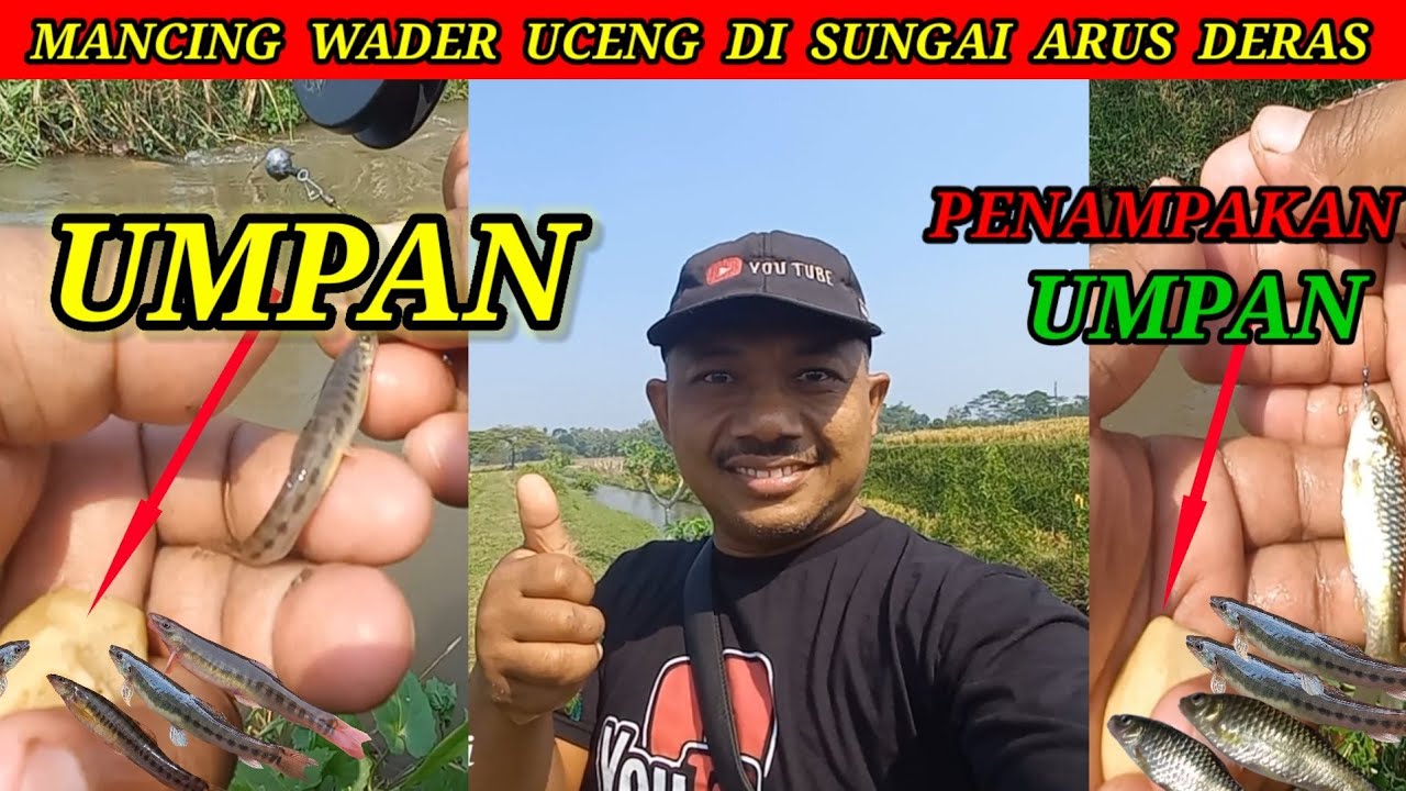 Mancing Ikan Wader Uceng di Sungai Tengah Sawah Arus Deras Umpan Go Potato - YouTube