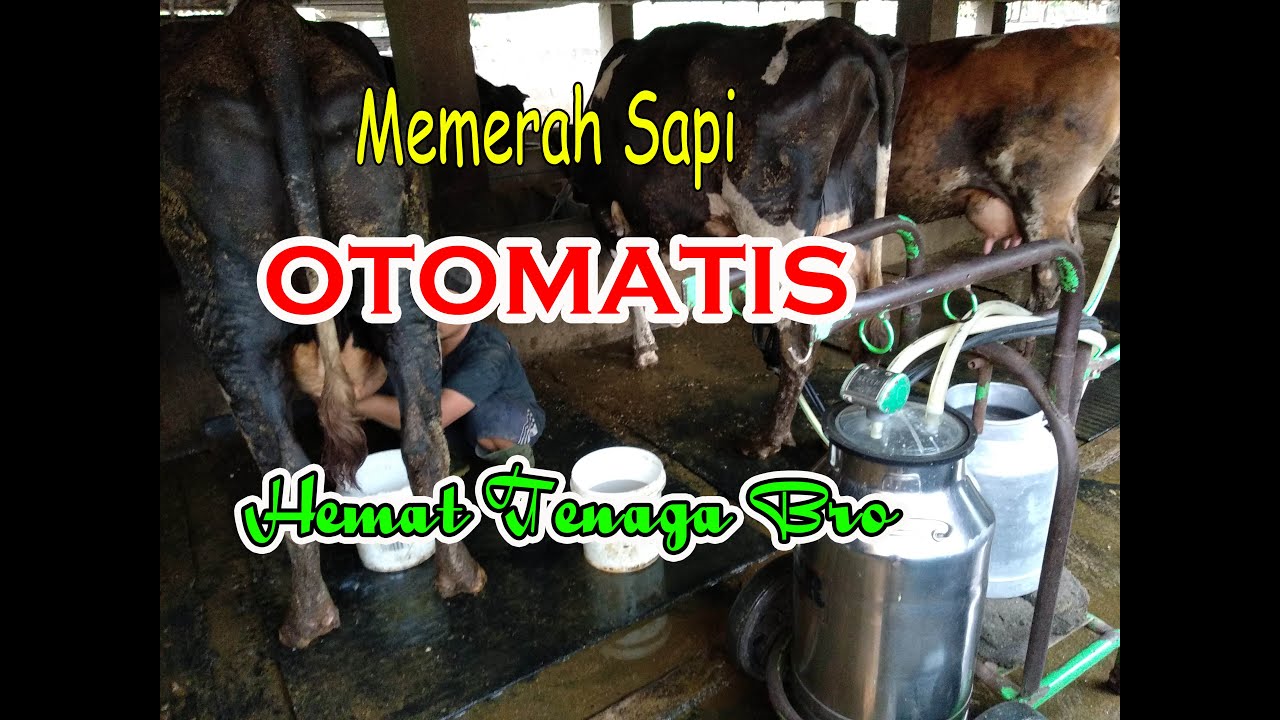 Peternakan sapi perah dengan alat canggih - YouTube