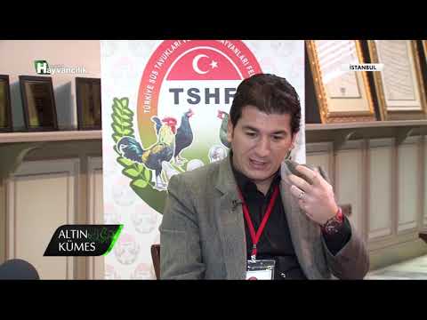 Altın Kümes - Yerli Tavuk Irkları