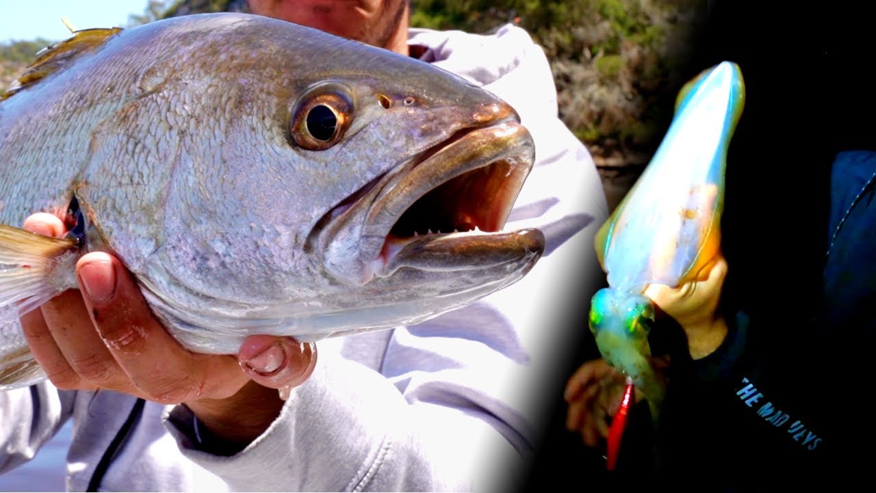 FRESH BAIT get's Eaten by BIG FISH! Mulloway Fishing - YouTube