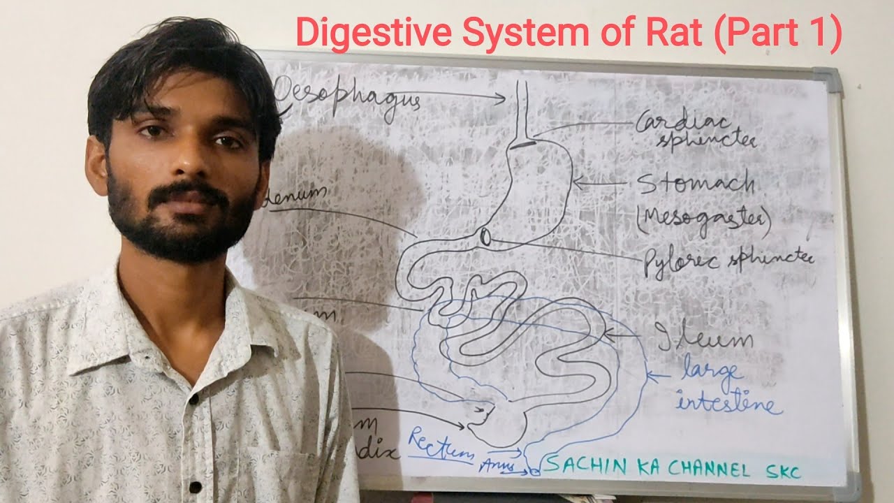 Digestive System of Rat (Part 1) - YouTube