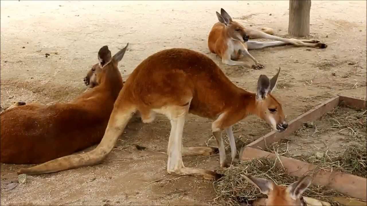Kangaroo to Pissing / カンガルー、放尿の瞬間 - YouTube