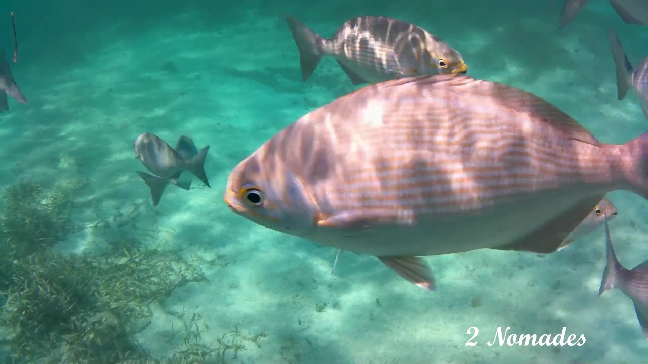 SNORKELING 4 (PART. 1) - STARFISH JIBACOA (VILLA TROPICO) - CUBA - YouTube
