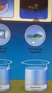 Osmosis virtual lab - YouTube