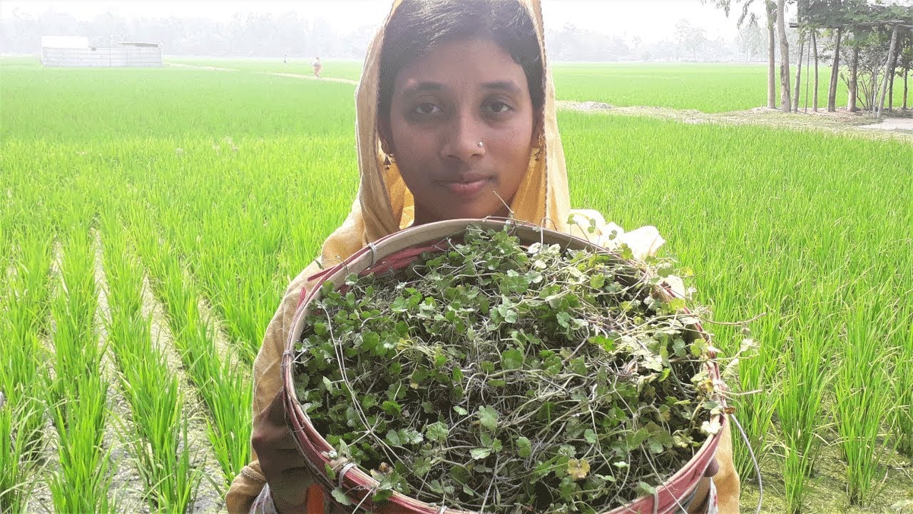 Healthy Village Food | Manimoni Shak / Spinach Recipe Cooking By Street ...