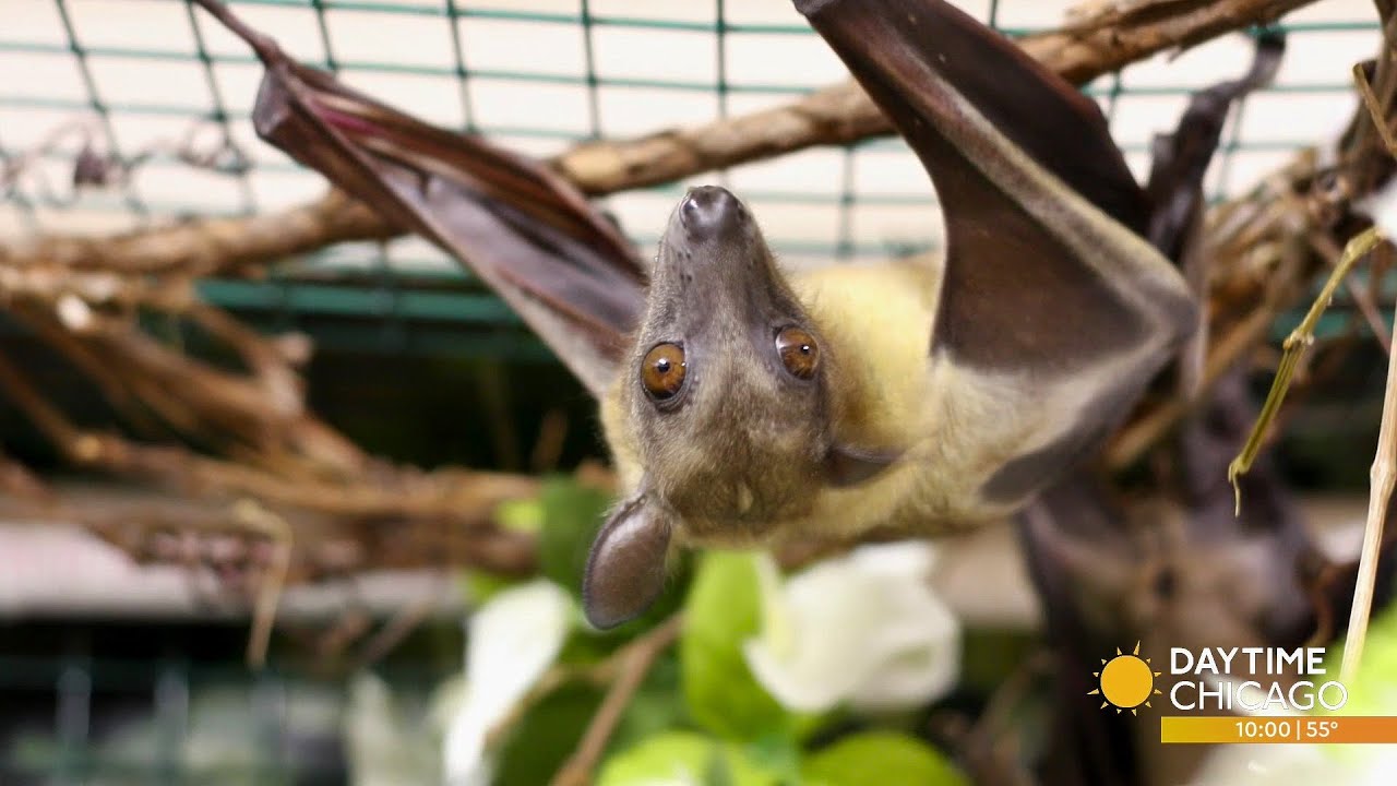 Bat Appreciation Month: Myths & Facts - YouTube