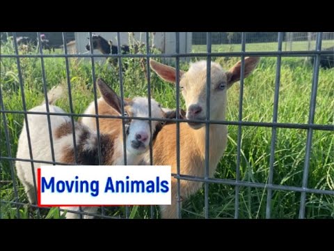 Moving Animals - YouTube