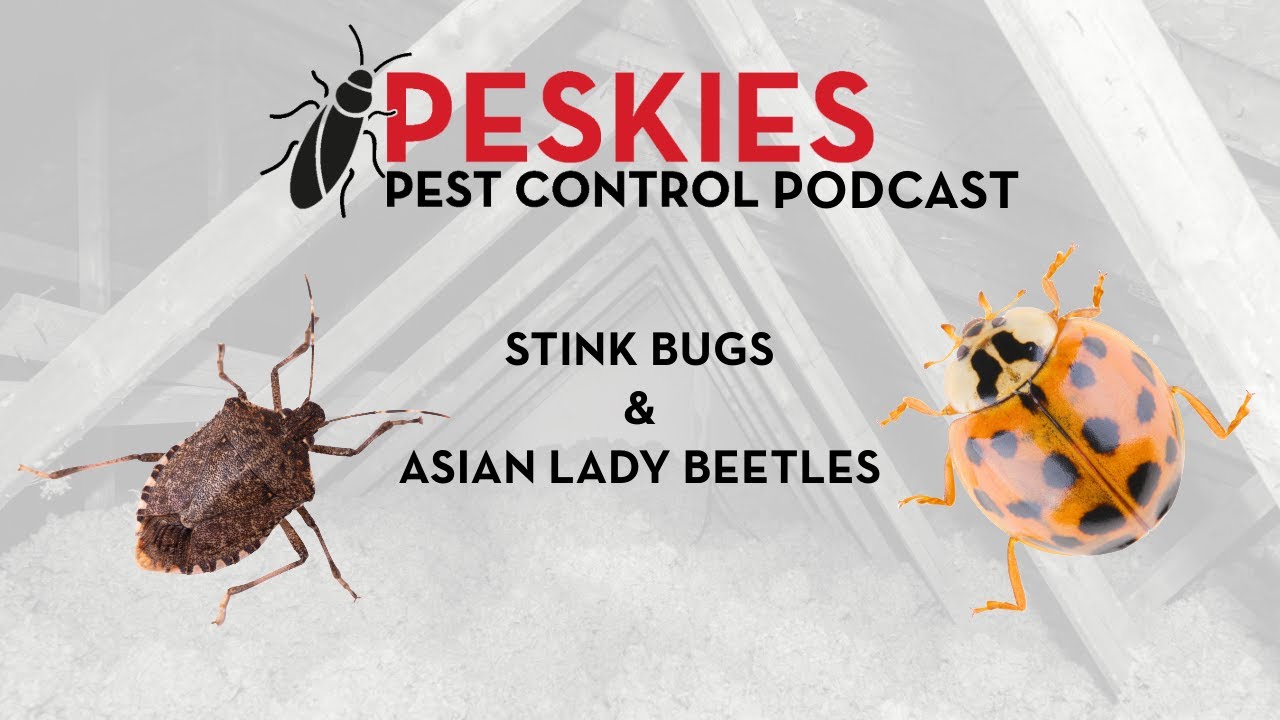 Stink Bugs and Asian Lady Beetles are Invading Attics in Birmingham and ...