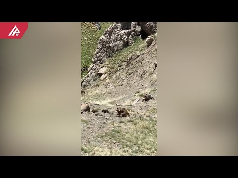Kəlbəcər dağlarında ayı - ŞƏRHSİZ