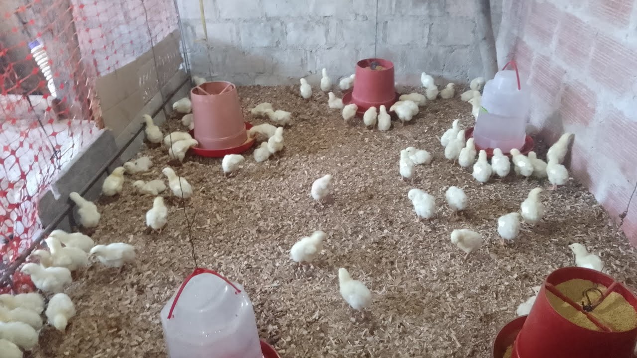 pollos como criar pollos galpón de pollo manera de criar pollos - YouTube