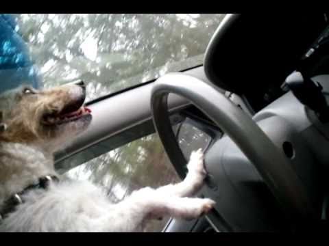 dog jack russell driving to captain jack - YouTube
