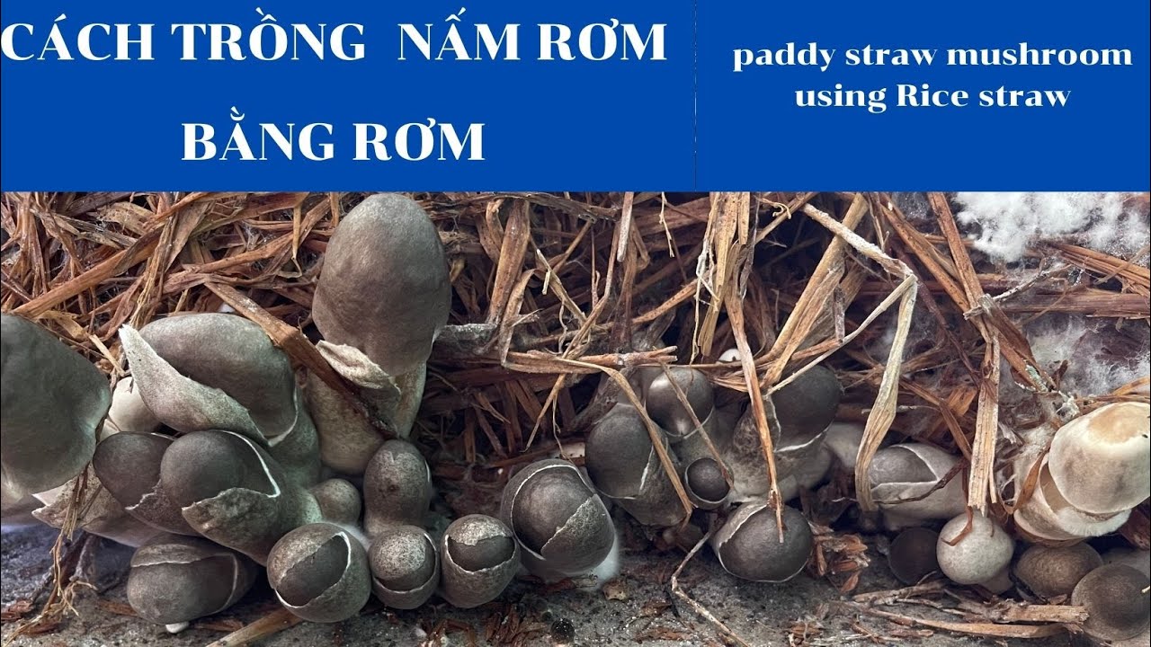 Cách trồng nấm rơm dạng trụ 🍄🍄🍄 bằng rơm #nấmrơm paddy straw mushroom ...