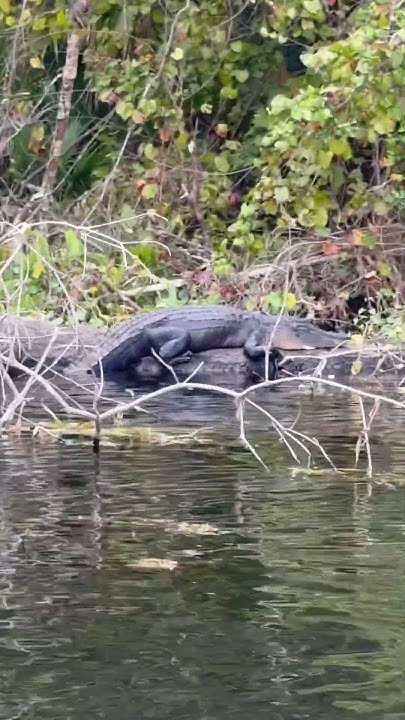 Alligator Chilling at Alexander Springs Florida - YouTube
