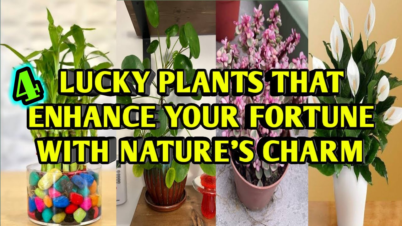 4 lucky plants that enhances your fortune with nature’s charm - YouTube