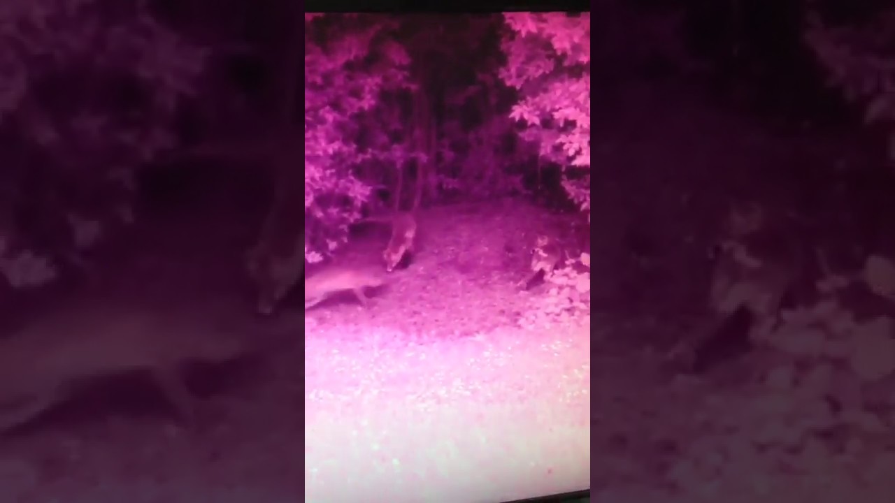 Urban Foxes East Belfast with Rabbit? Very Short Clip - YouTube