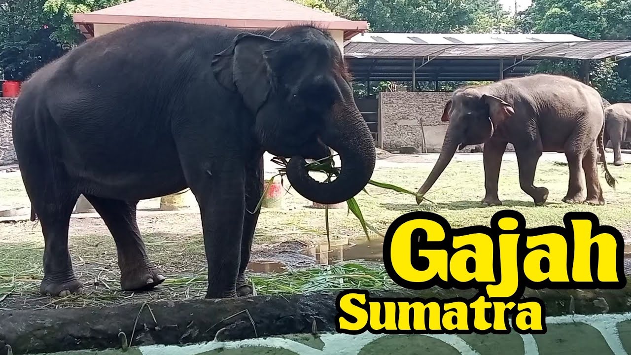 Gajah Sumatra makannya banyak - YouTube