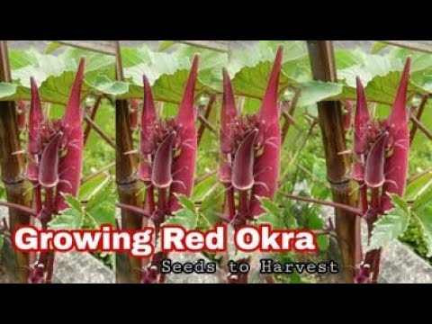 Growing Red Okra From Seeds to Harvest / Easy for Beginners By NY ...