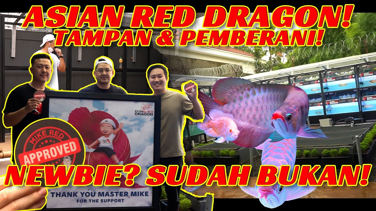 ASIAN RED DRAGON! FASILITASNYA SADIS UNTUK PEMAIN BARU! - YouTube