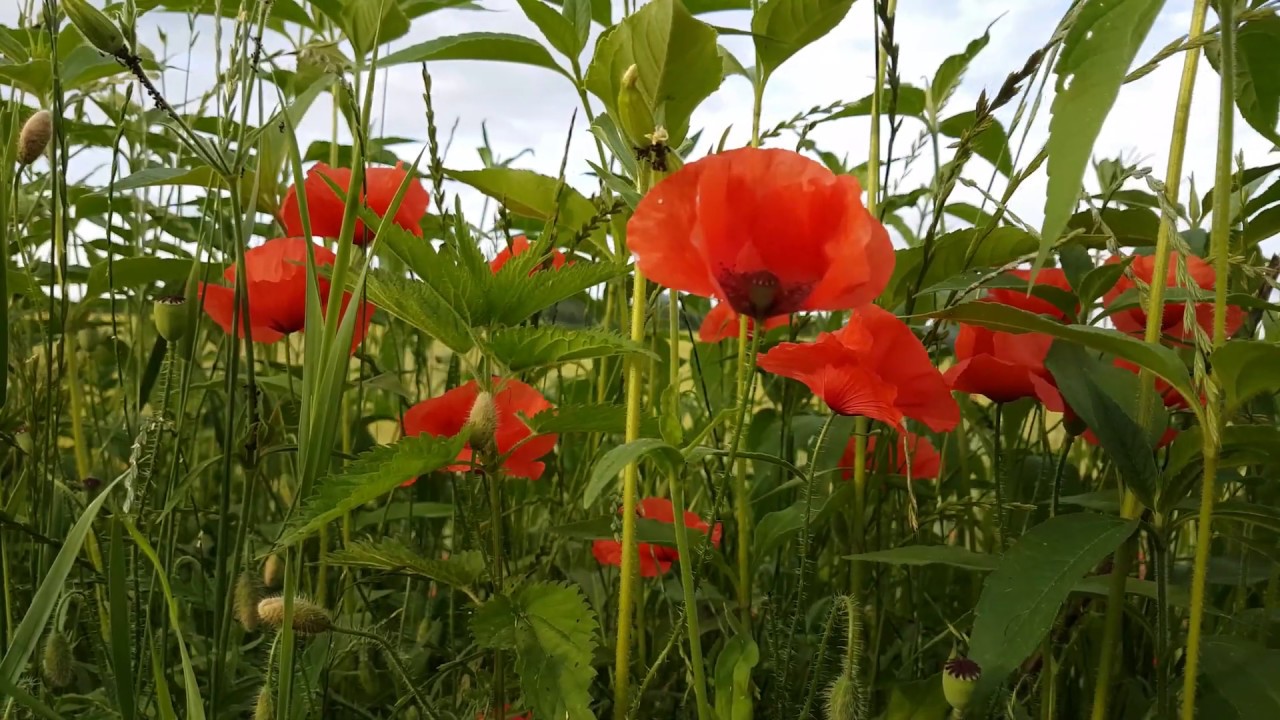 Flower 4K - Poppy flowers burn a triticale field | Background Video ...