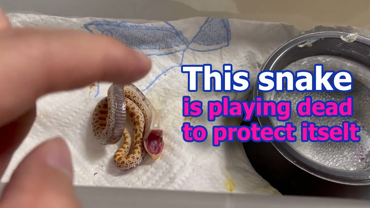 Hognose snake plays dead - YouTube