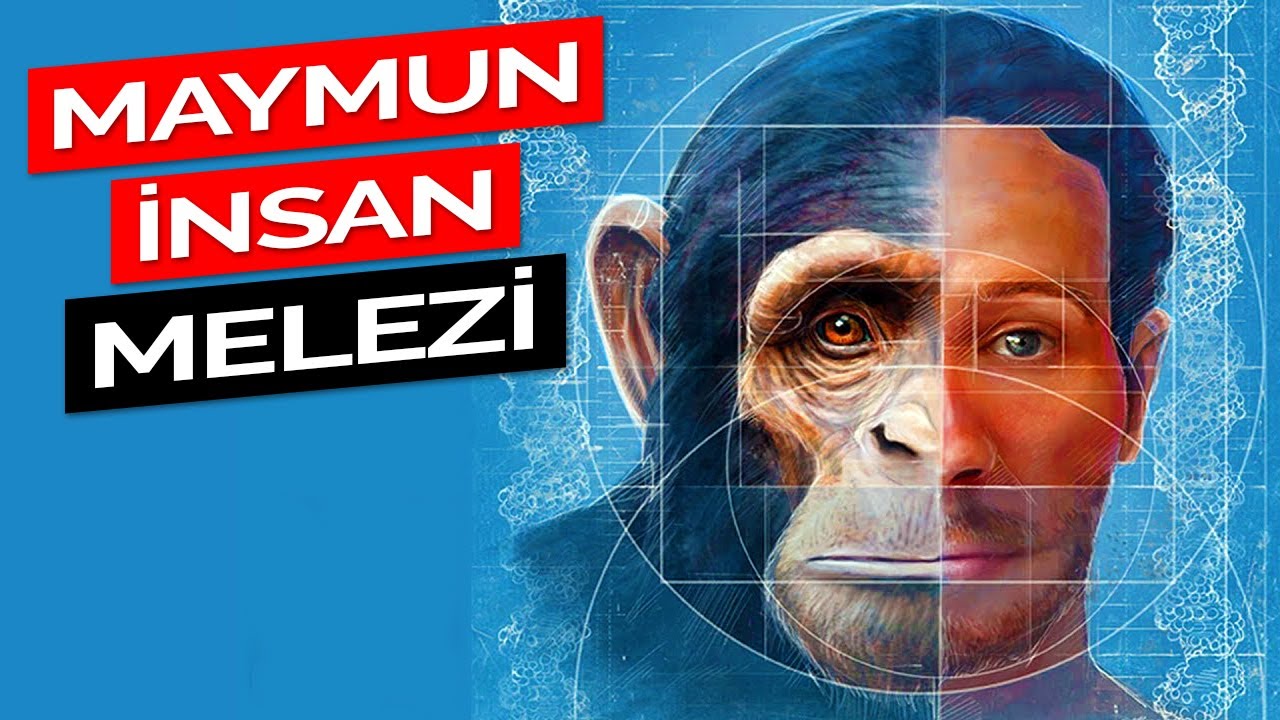 MAYMUN-İNSAN Melezi Oluşturmak Mümkün Mü ? - YouTube