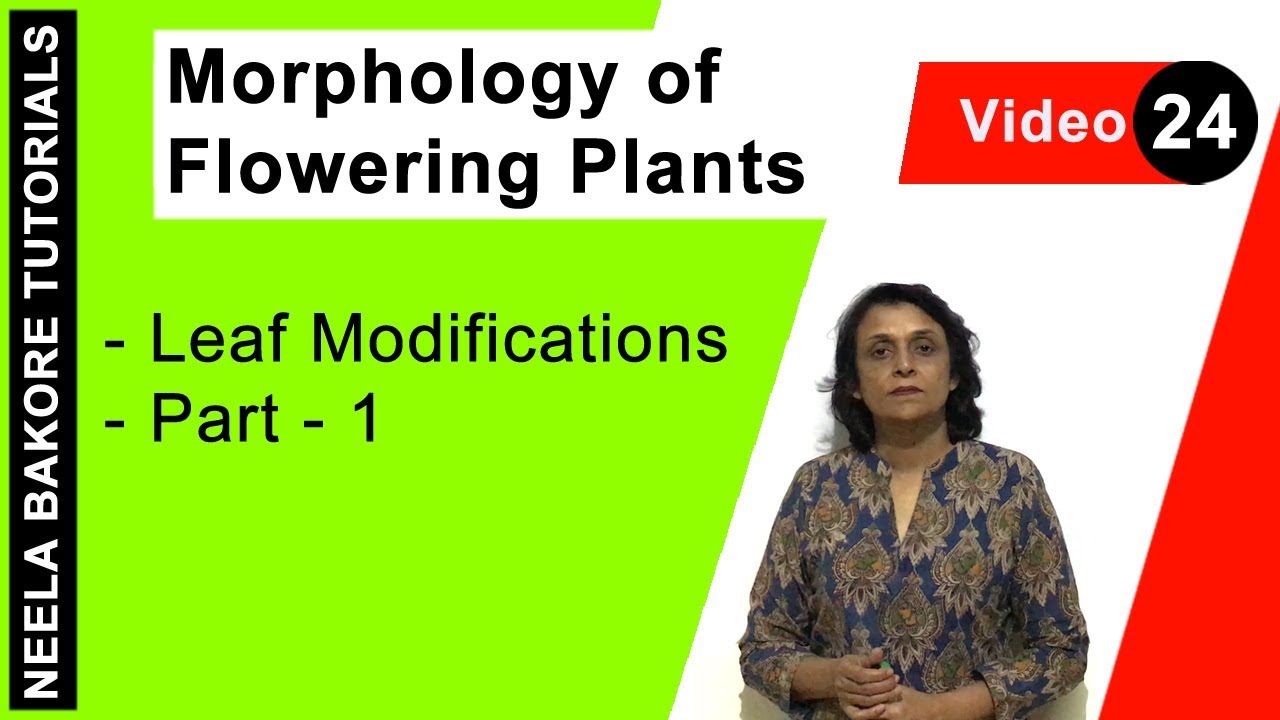 Morphology of Flowering Plants | NEET | Leaf Modifications - Part - 1 | Neela Bakore Tutorials ...