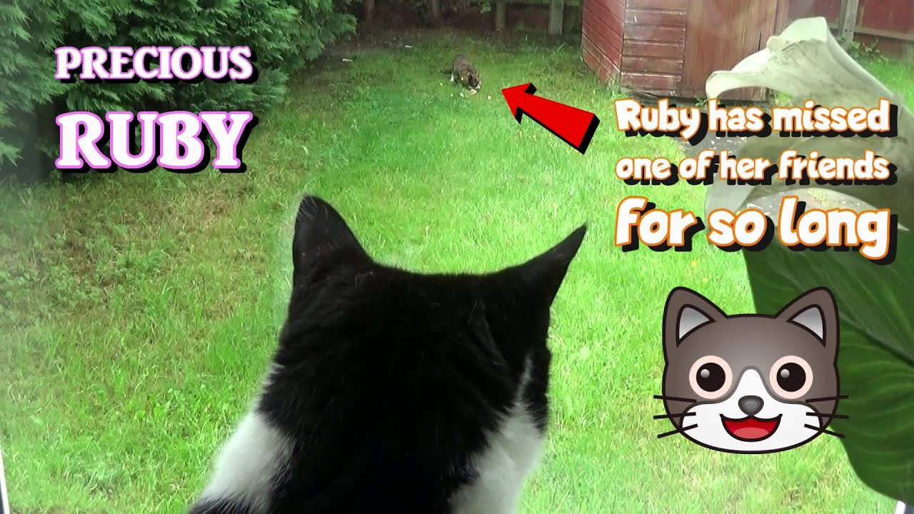 Ruby The Cat's Reaction to Another Cat in the Garden | Precious Ruby ...