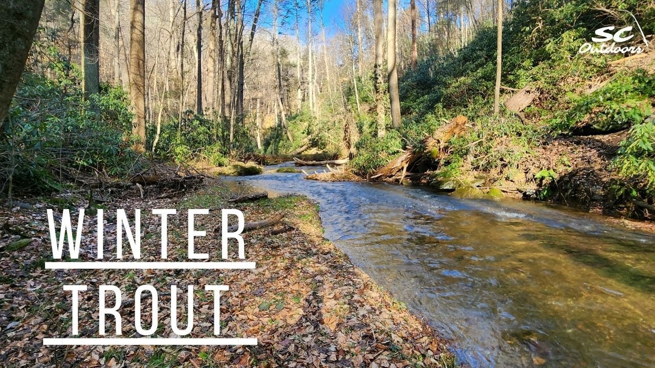 Winter Trout on a Gorgeous Stream - YouTube