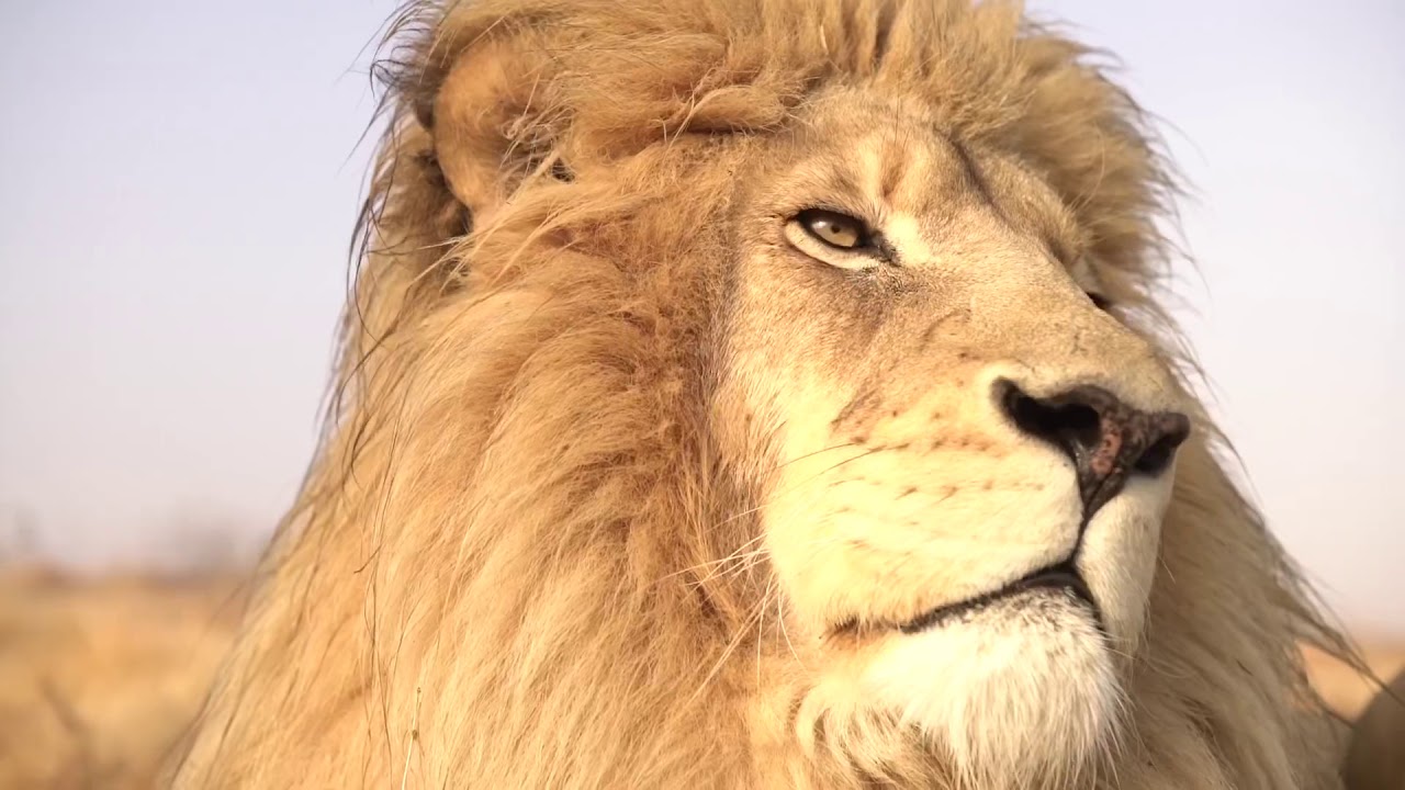 Magnificent GG lions - YouTube