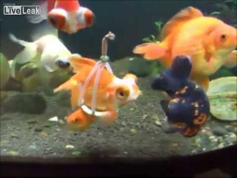 Disabled Goldfish Gets Underwater 'Wheelchair'and Hand fed - YouTube