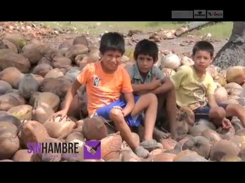 MASTER PRODUCCION DE COCO EN COLIMA 1 - YouTube